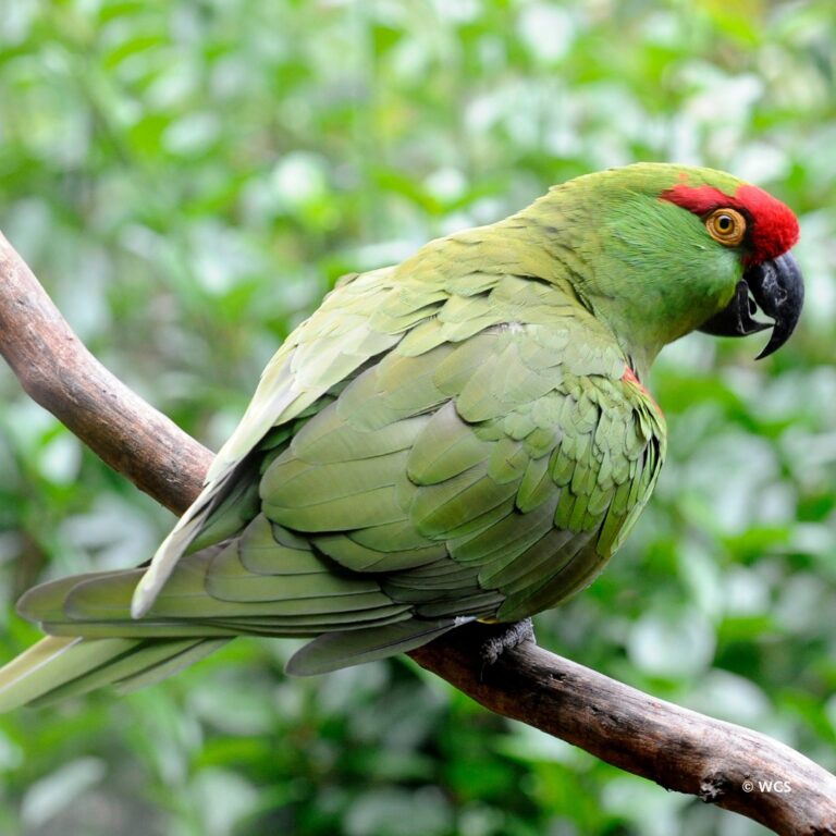 Color Adaptation And Its Purposes In The Animal World - Queens Zoo Zoo ...