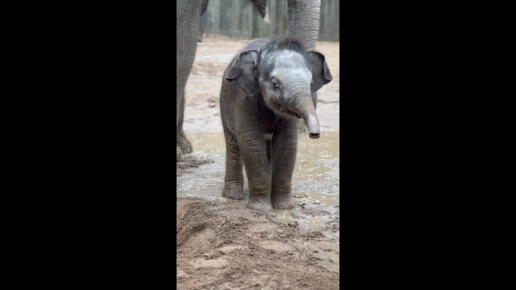 Jet The Baby Elephant Enjoys Mud Bath At St. Louis Zoo - Saint Louis ...
