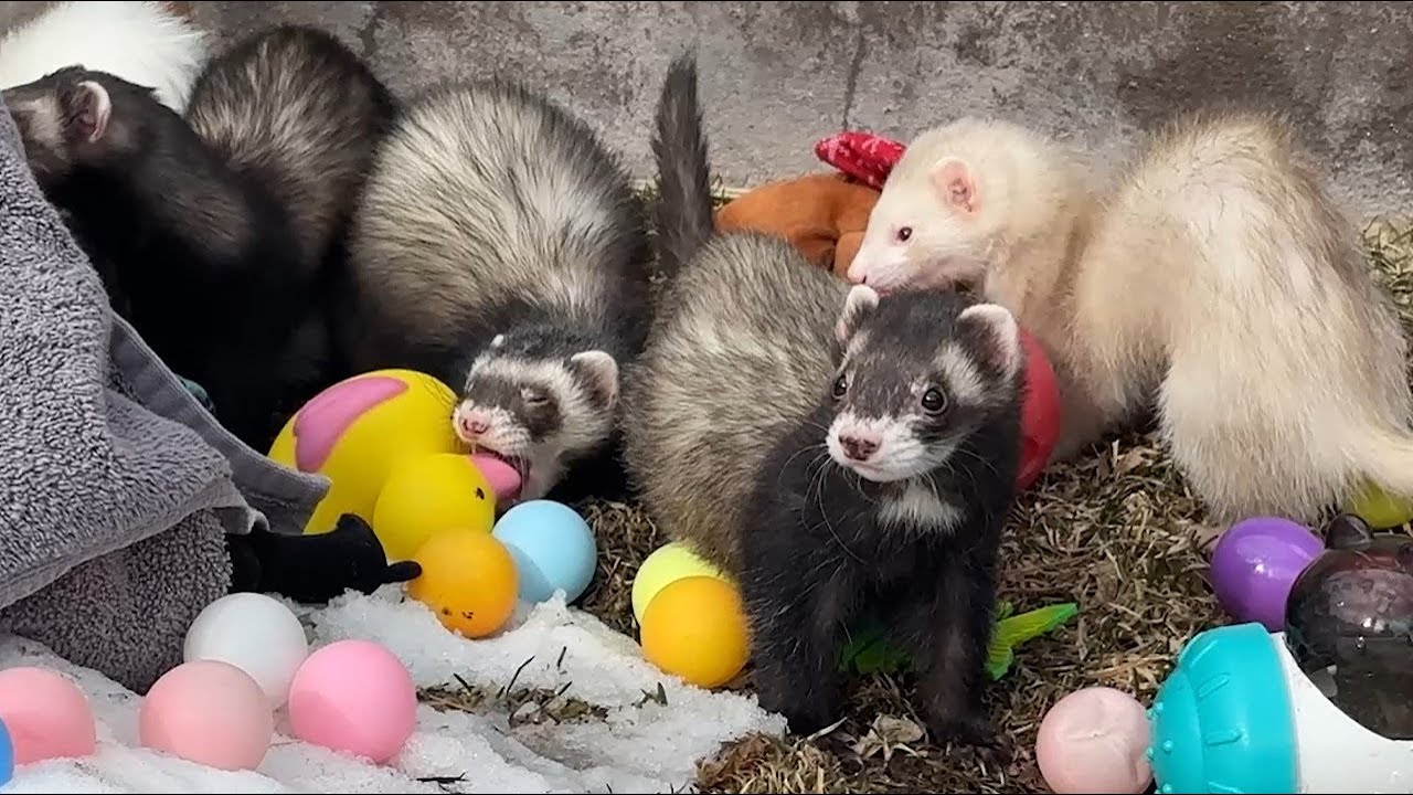 Ferret Groups: Thriving Together In Social Teams - Cheyenne Mountain ...