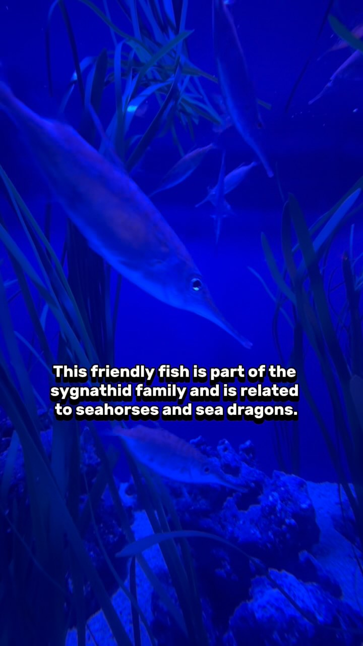 Meet The Longspine Snipefish: Latest Ocean Wonders Addition - Ripley's ...