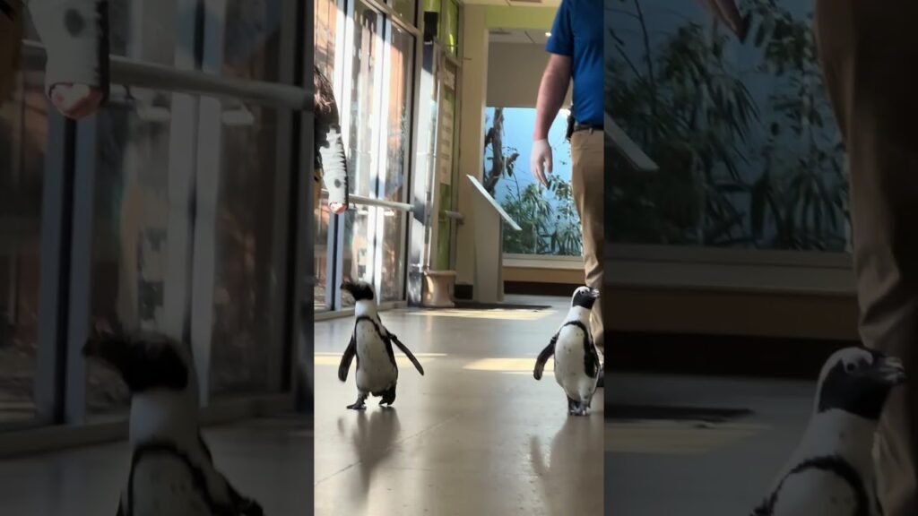 National Aviary: Penguins Parade Event - National Aviary Zoo Guide