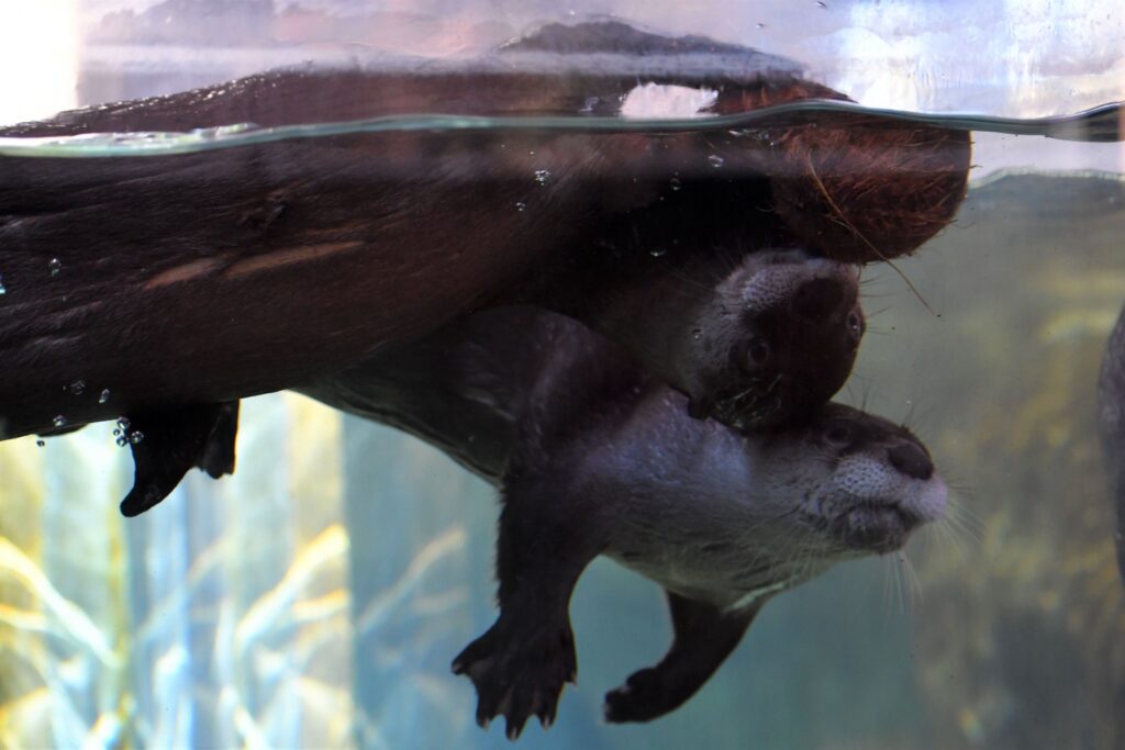 Happy 7th Birthday To River Otter Brothers Cliff And Wade! - Grizzly ...