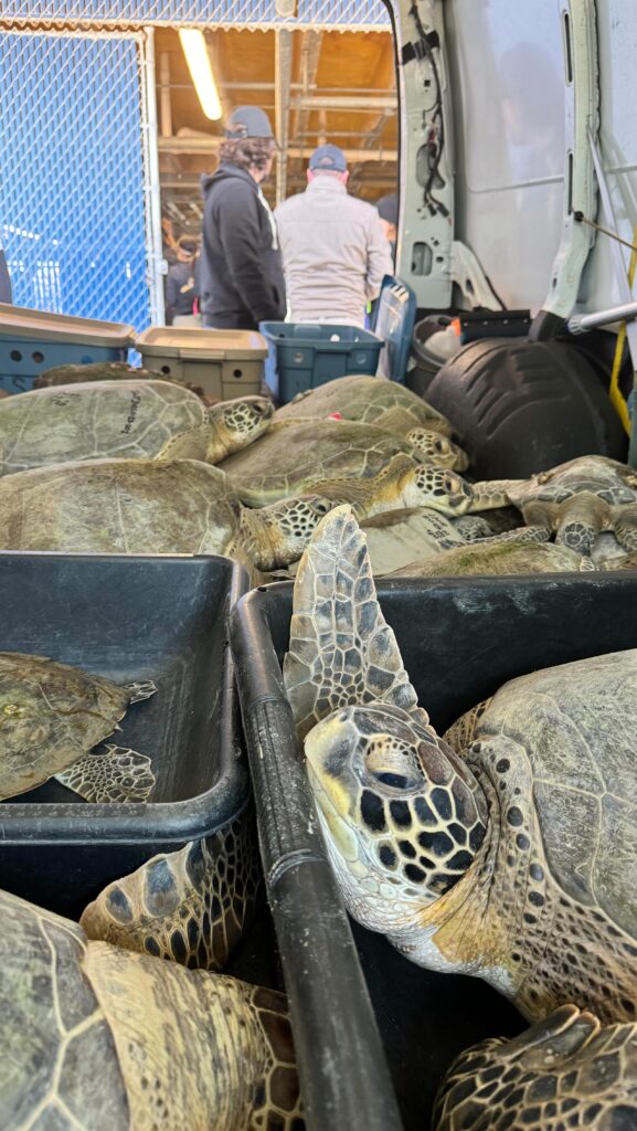 Over 500 Cold-Stunned Sea Turtles Rescued Recently - Texas State ...