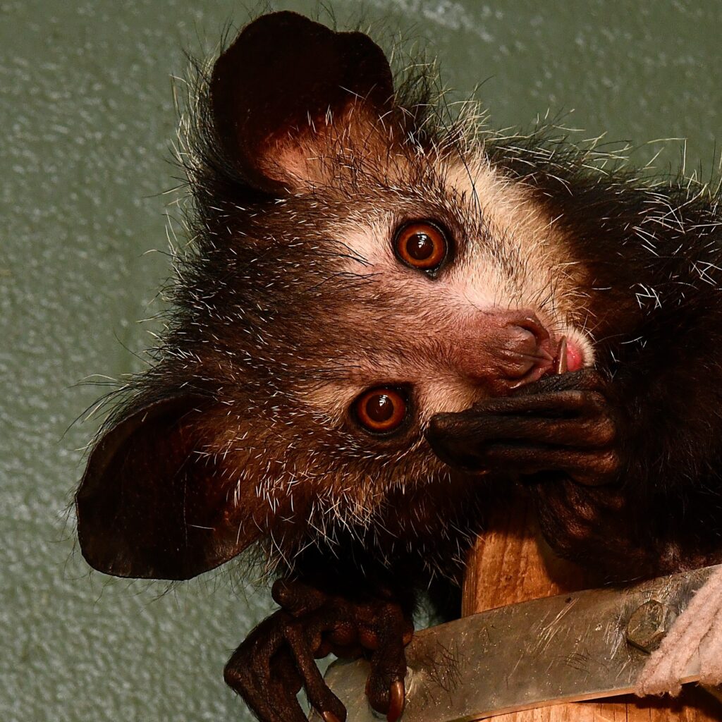 Understanding Lemur Claw Grooming Practices - Duke University Lemur ...