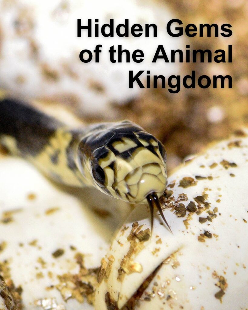 Discover Nature's Lesser-Known Animals You Didn't Know About ...