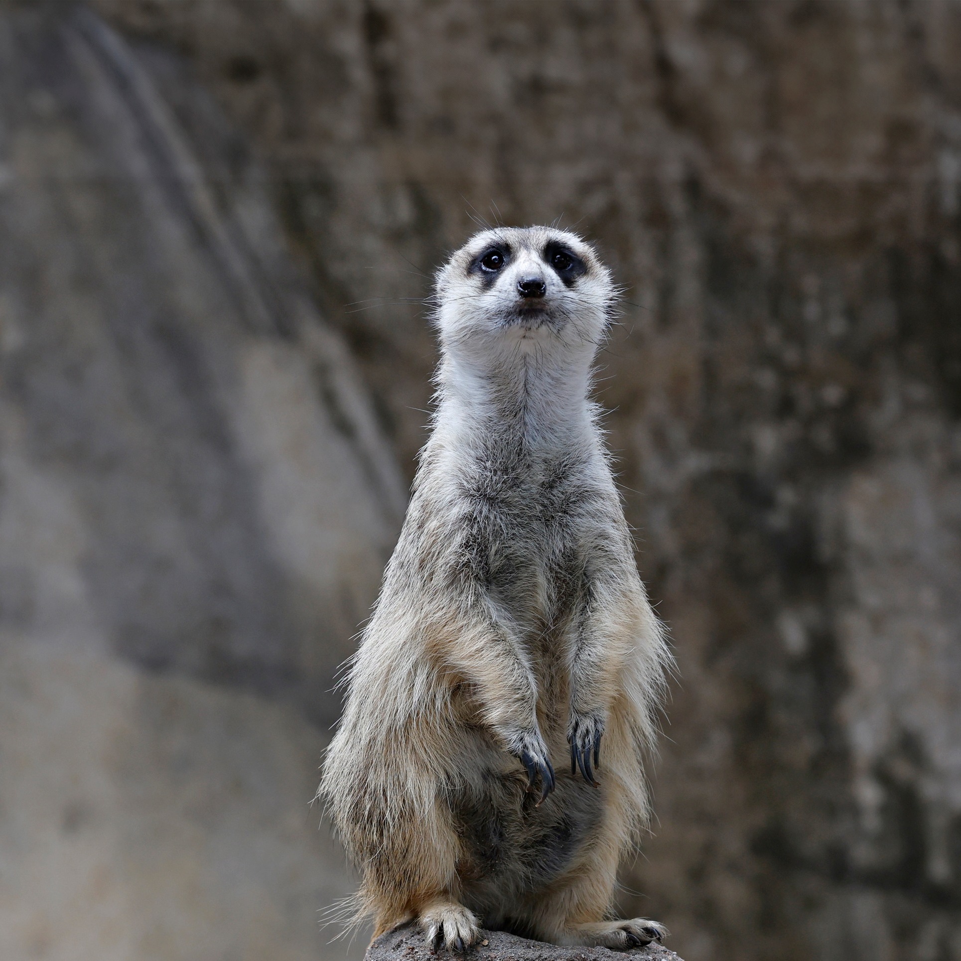 Meerkat Gears Up For Action During Spring Break! - Cameron Park Zoo Zoo ...