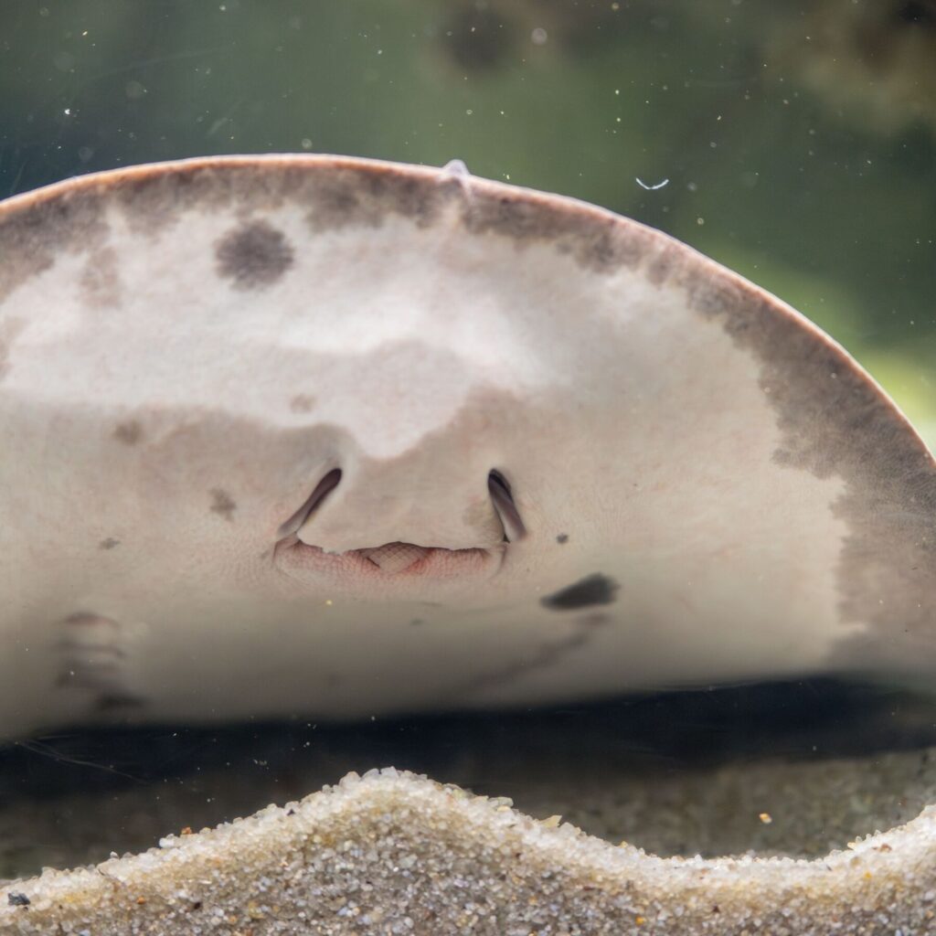 Stingrays And Skates: Cartilaginous Fish Explained - Zoos - USA ...