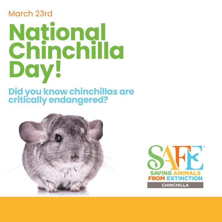 Chinchillas: Endangered Species And Their Conservation Status ...