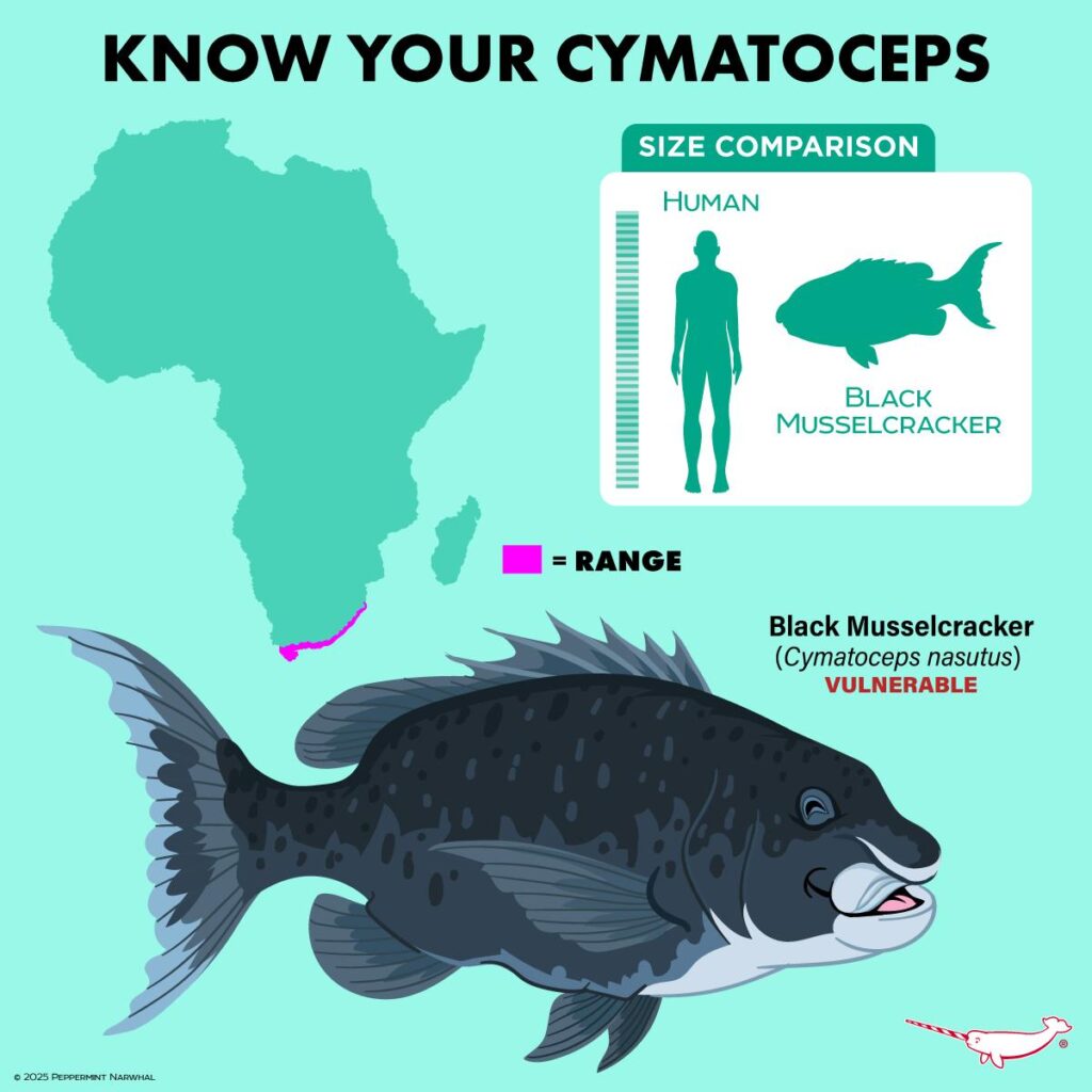 Discover Cymatoceps: Understanding Its Unique Genus - Zoo / Animal ...