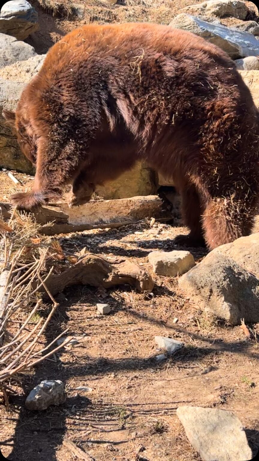 Celebrating World Bear Day: Raising Awareness For All Species ...