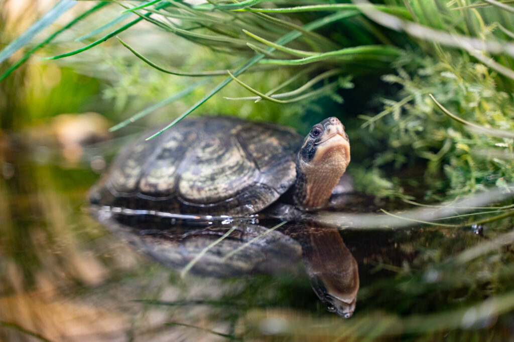 Yellow Pond Turtle: Discover Its Coastal Habitat - Sedgwick County Zoo ...