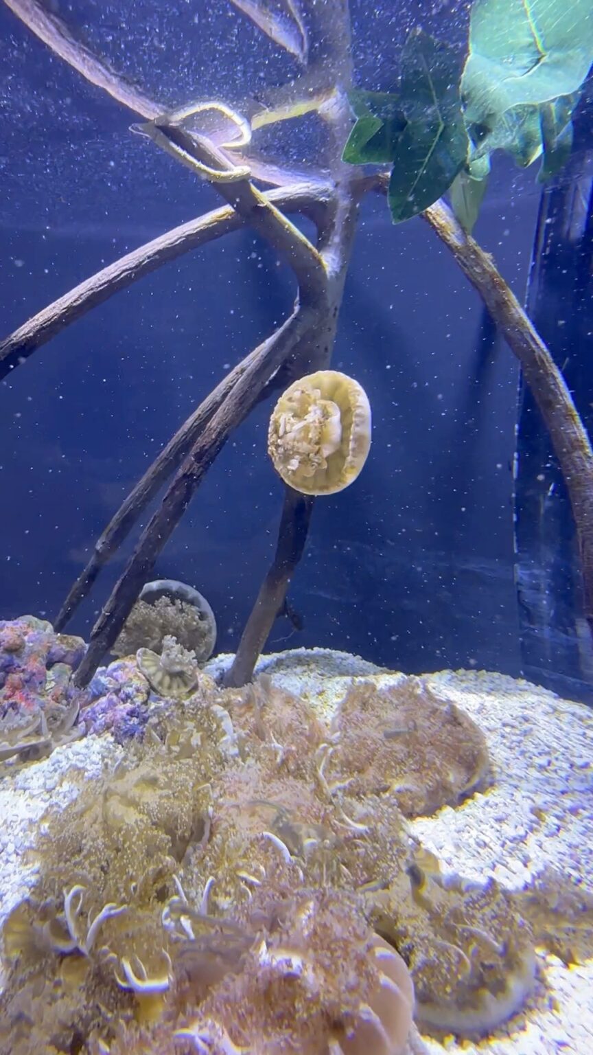 Unique Features Of Upside-Down Jellyfish Explained - Newport Aquarium ...