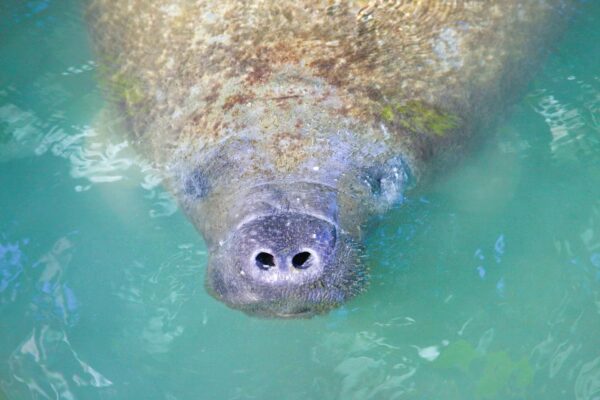 Celebrate Manatee Appreciation Day: Discover Mote's Research - Mote ...