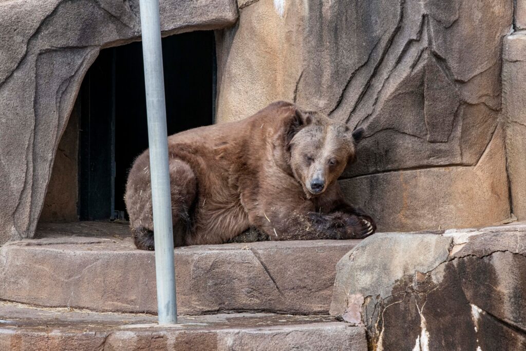 Checking "See A Grizzly Bear" Off Your Zoo Spring Break List ...