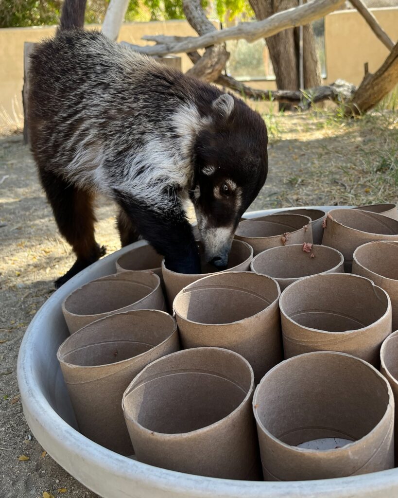 Trust Your Snout: Coatis As Skilled Foragers - Living Desert Zoo Zoo Guide