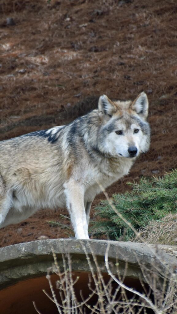 Celebrate Lobo Week At Lehigh Valley Zoo On March 29th! - Lehigh Valley ...
