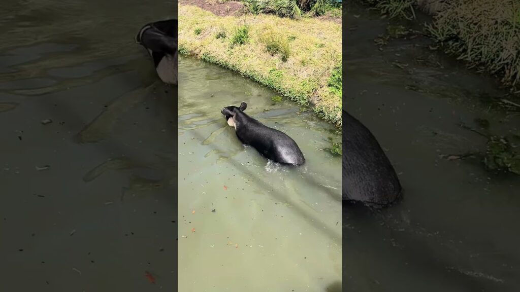 Capybaras & Baird’s Tapirs Thrive In New Jaguar Jungle Habitat ...