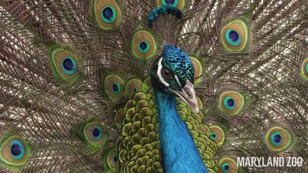 The Art And Significance Of Peacock Dance - Zoos - USA - Washington DC ...