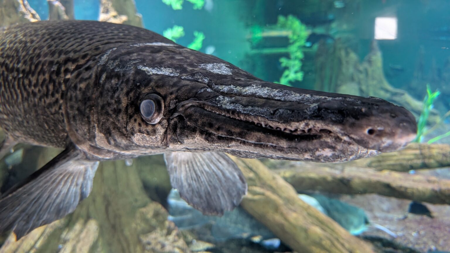 Featured Animal Of The Month: Alligator Gar - Mississippi River Museum ...