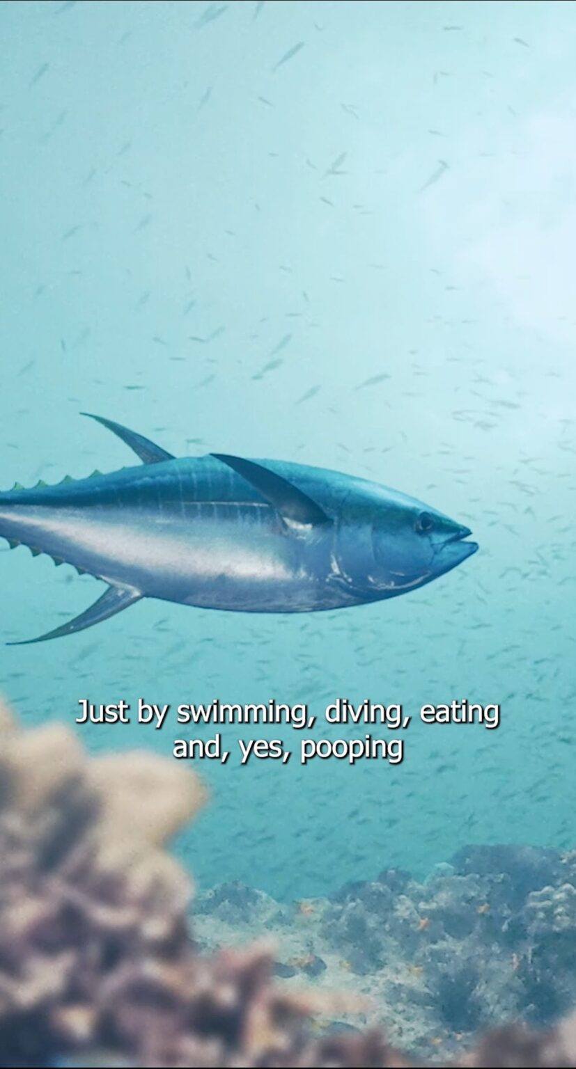 Think Of Tuna: Learn Its Health Benefits - Uncategorized Zoo Guide