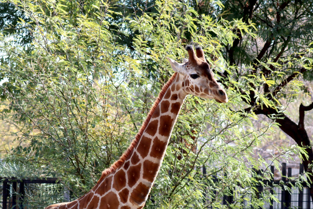 Reid Park Zoo Announces Delay In Opening - Zoos - USA - Arizona - Reid ...