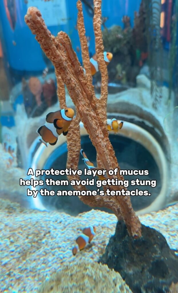 Clownfish And Sea Anemones: A Perfect Underwater Partnership - Ripley's Aquarium Of The Smokies ...