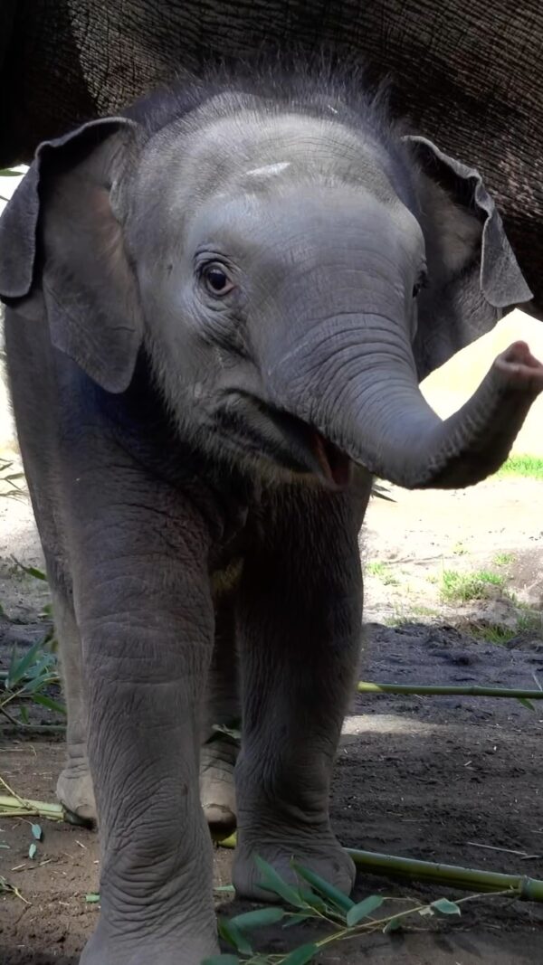 Celebrating Two Months: Happy Anniversary, Tula-Tu! - Oregon Zoo Zoo Guide