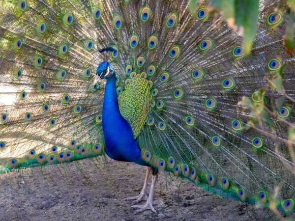 Peacock Mating Display: Tail Feather Vibrations Explained - Zoos - USA ...