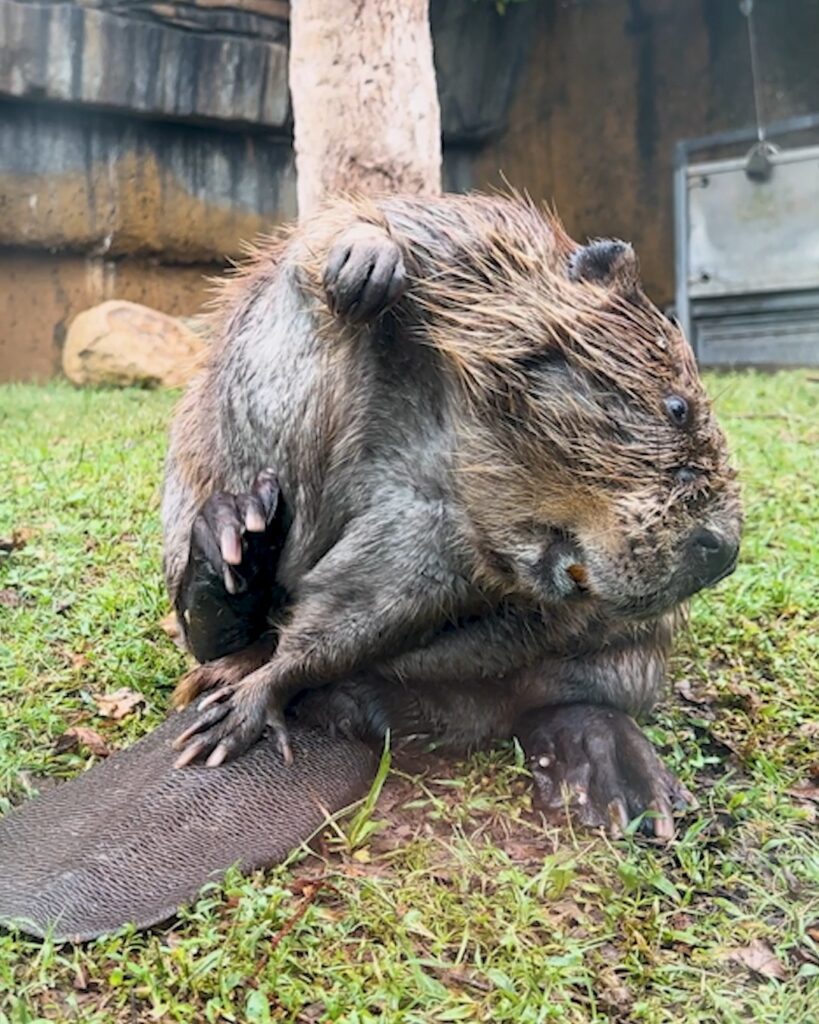 Celebrate International Beaver Day: Honoring Nature's Engineers - Zoo ...