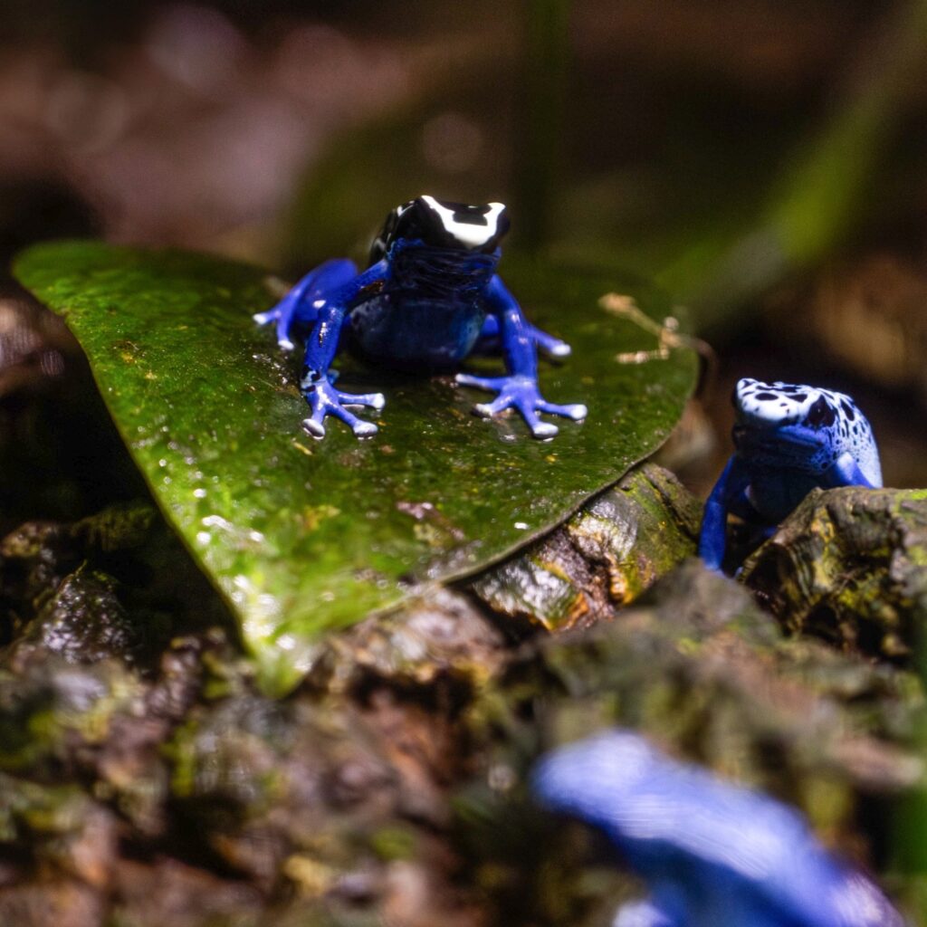 The Best PDF For The Week's End: Poison Dart Frogs Explained - Zoos ...