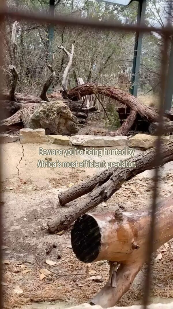 Almost 4lb Monsters: Efficient Predators Explained - Fossil Rim Zoo Guide