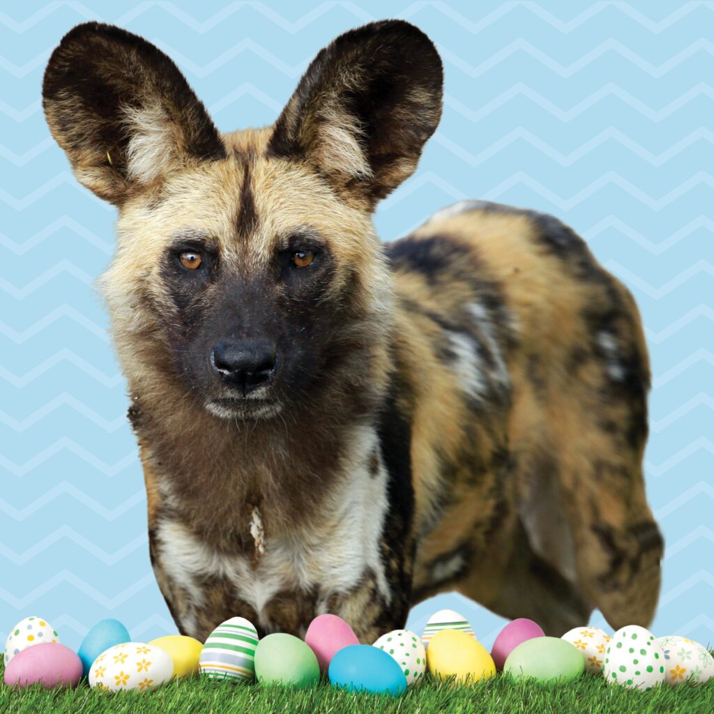 Join The Egg-cellent Family Event At Zoo Boise! - Zoo Boise Zoo Guide
