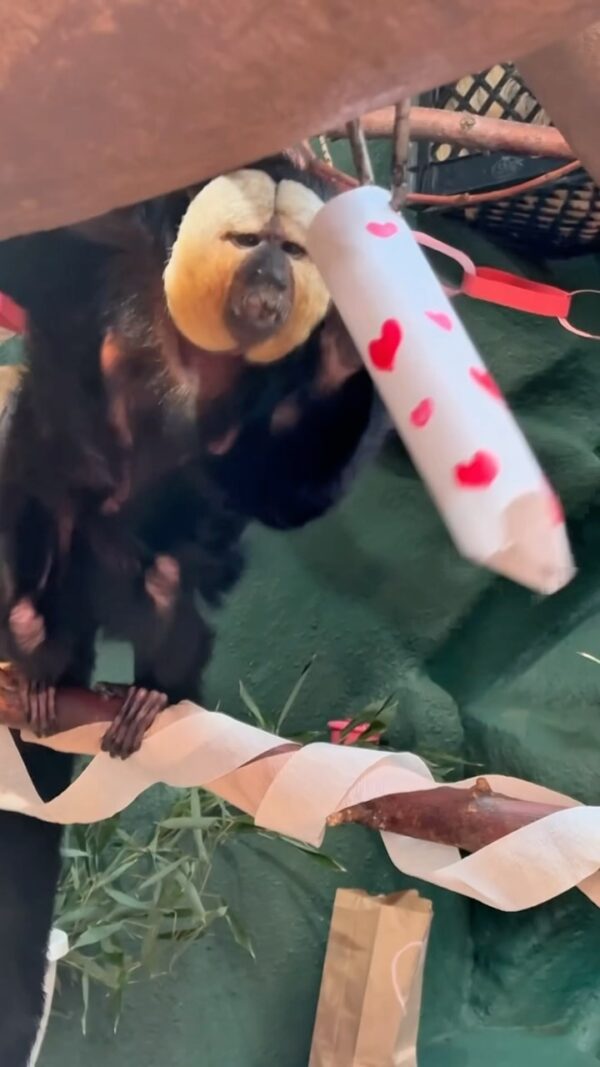 Discover Our Animals And Their Favorite Enrichments - Red River Zoo Zoo ...