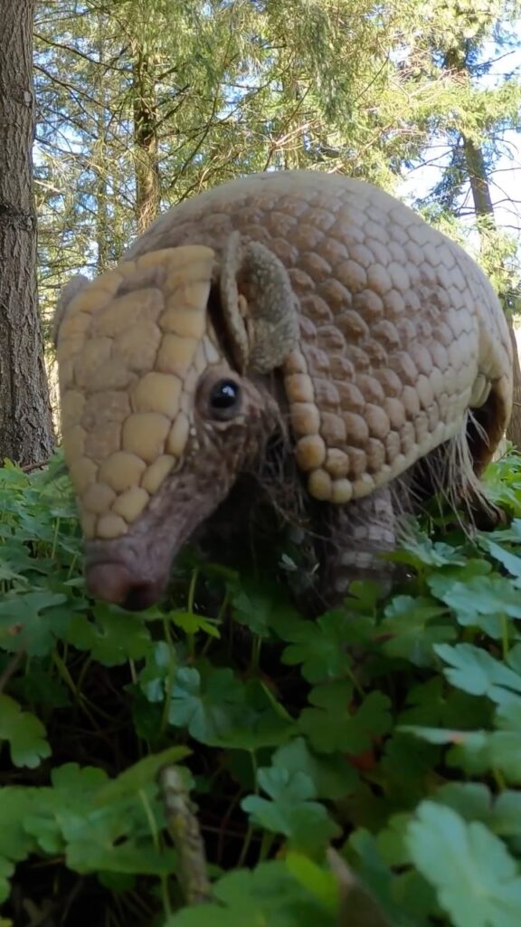 Armadillo Mating: Understanding Their Unique Behavior - Oregon Zoo Zoo ...