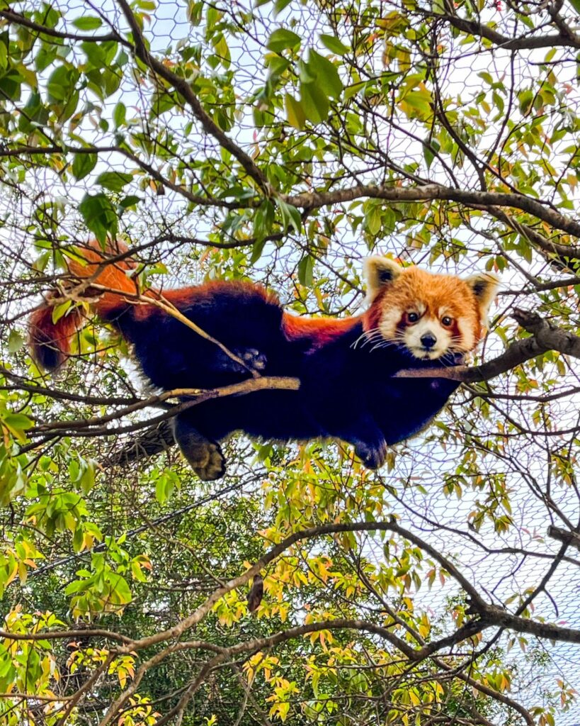 Understanding Red Pandas: Arboreal And Crepuscular Habits - Zoos - USA ...