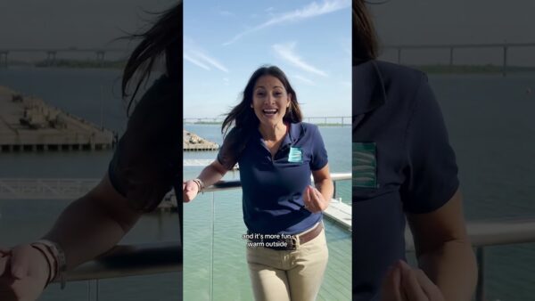 Celebrate National Dolphin Day With Joyful Excitement! 🐬 - South ...