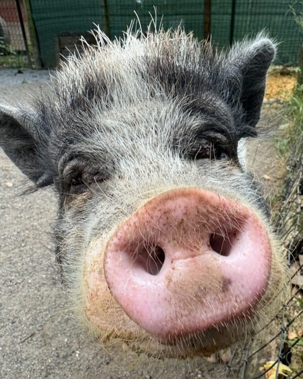 Celebrating National Farm Animals Day With Excitement - Staten Island ...