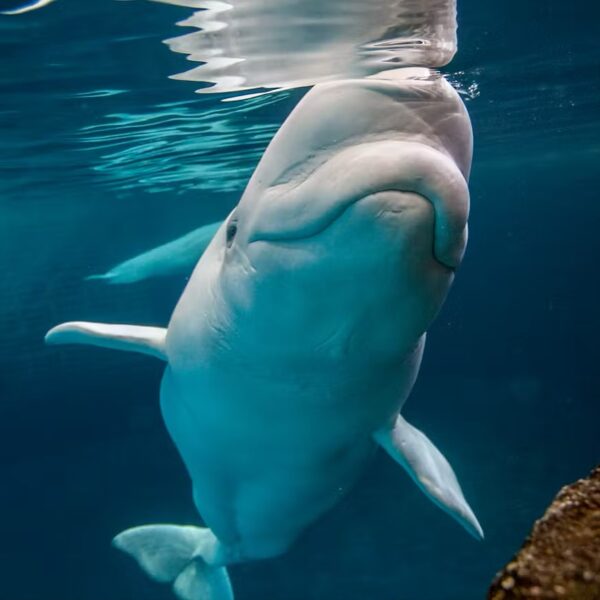Farewell To Kayavak: Remembering The 25-Year-Old Beluga Whale - Zoos ...