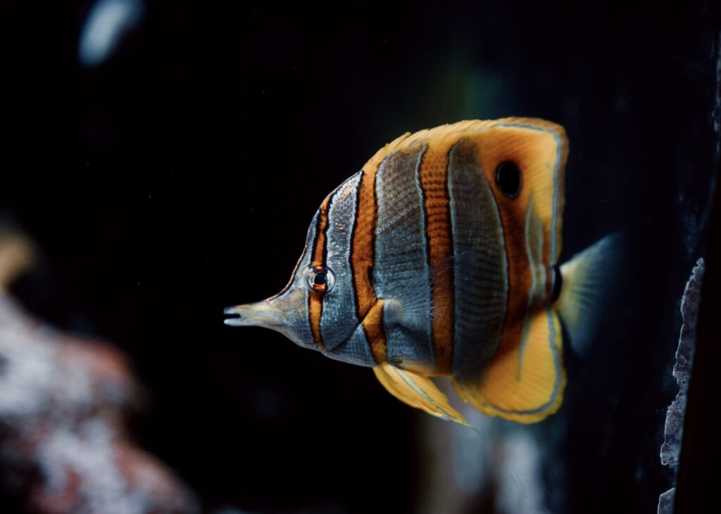 Unique Snout: A Handy Tool For Finding Food - Zoos - USA - Texas ...