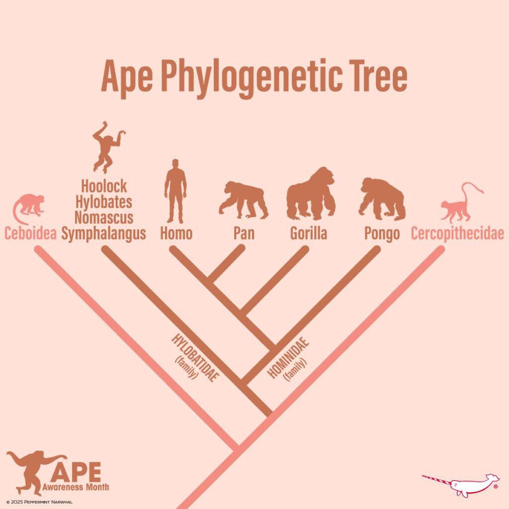 Exploring The Ape Phylogenetic Tree For Ape Awareness Week - Zoo ...