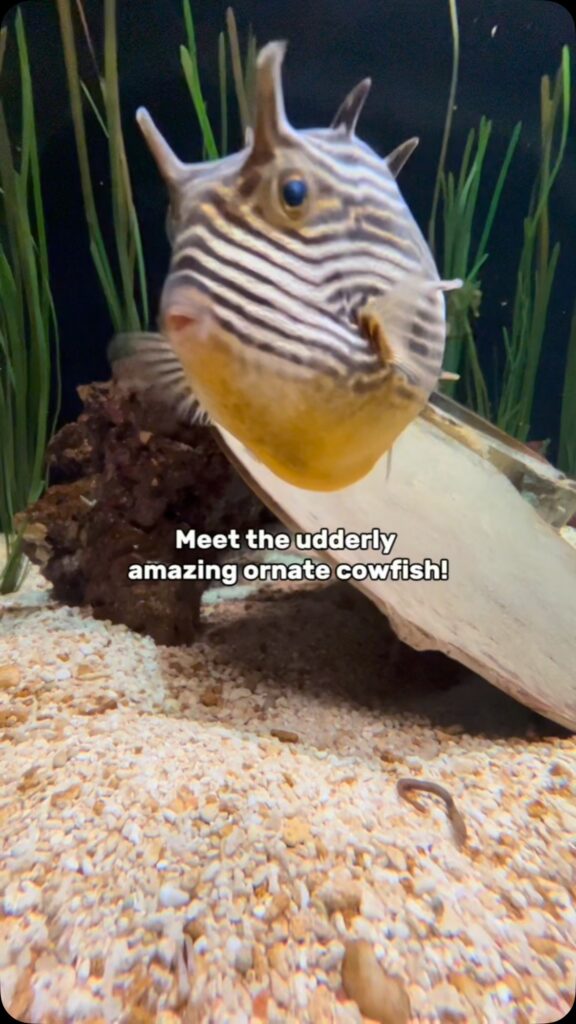 Legendary Horned Animal Debuts At Ripley's - Ripley's Aquarium Myrtle ...