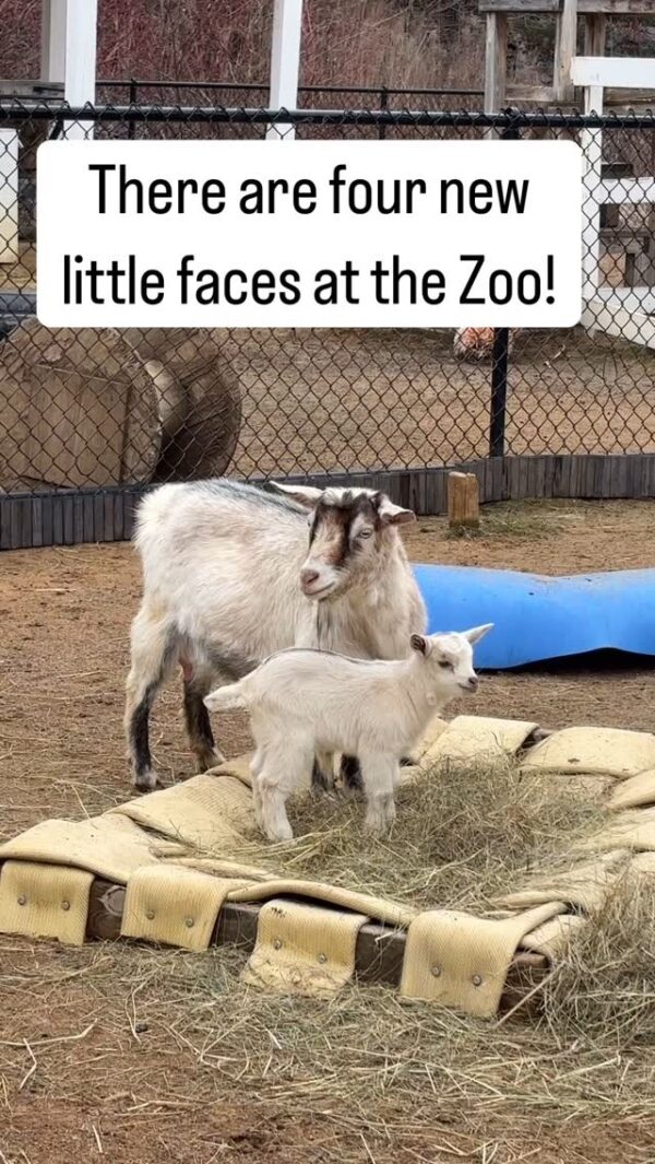 Meet Our New Arrivals Born At Lake Superior Zoo! - Lake Superior Zoo ...