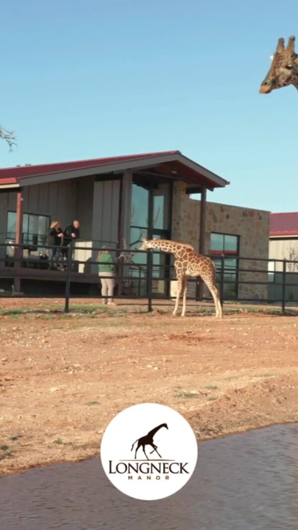 Discover The Summer's Most Unique Accommodation Experience - Longneck ...