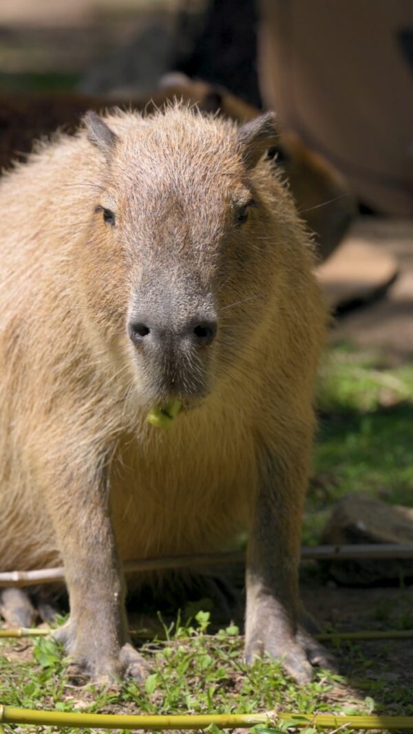 ROUS: The Truth About Rodents Of Unusual Size - Zoos - USA - Texas ...