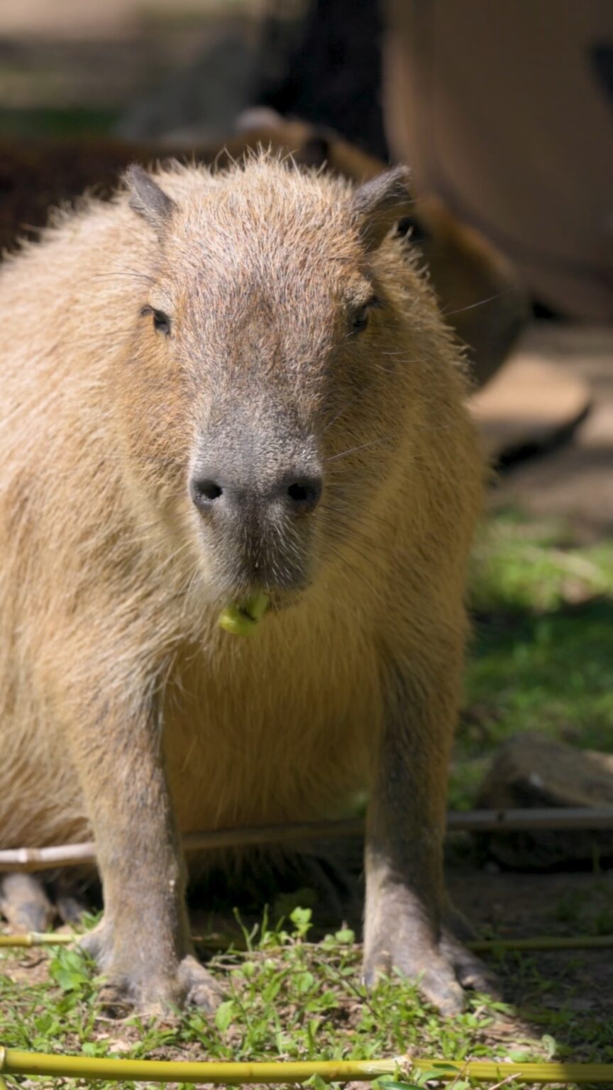 ROUS: The Truth About Rodents Of Unusual Size - Zoos - USA - Texas ...