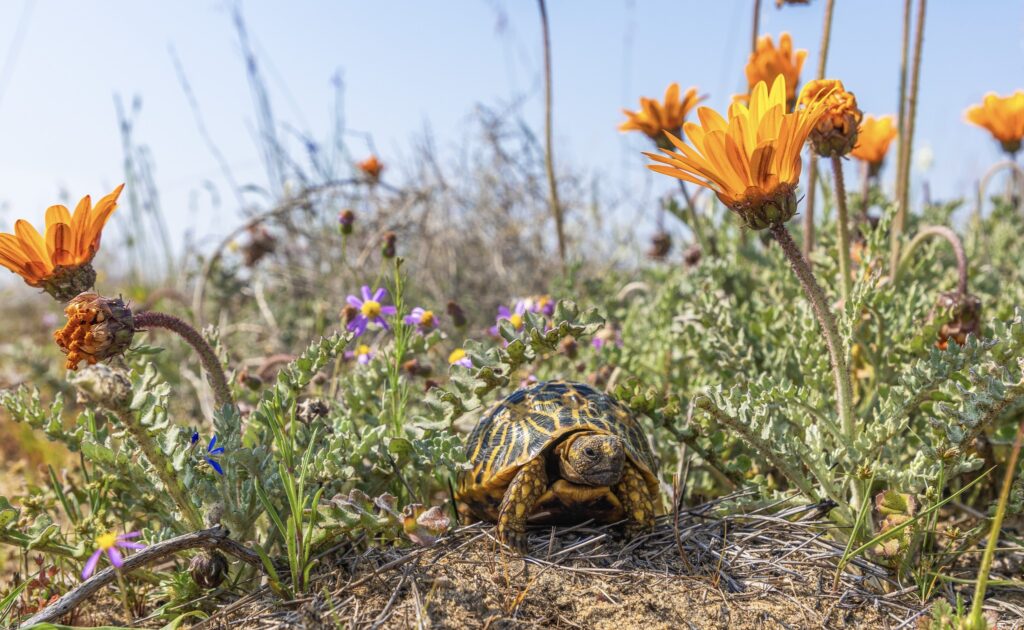 Celebrate Earth Day With The Turtle Conservancy: Save Turtles! - Turtle ...