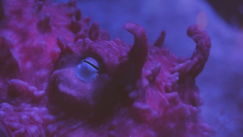 Origins Of Giant Pacific Octopus Horns Explained - New York Aquarium ...