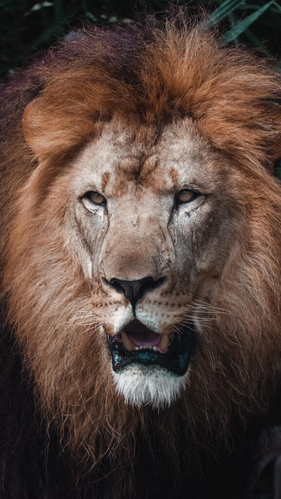 Experience A Unique Lion Encounter Without Traveling - Lion Country ...