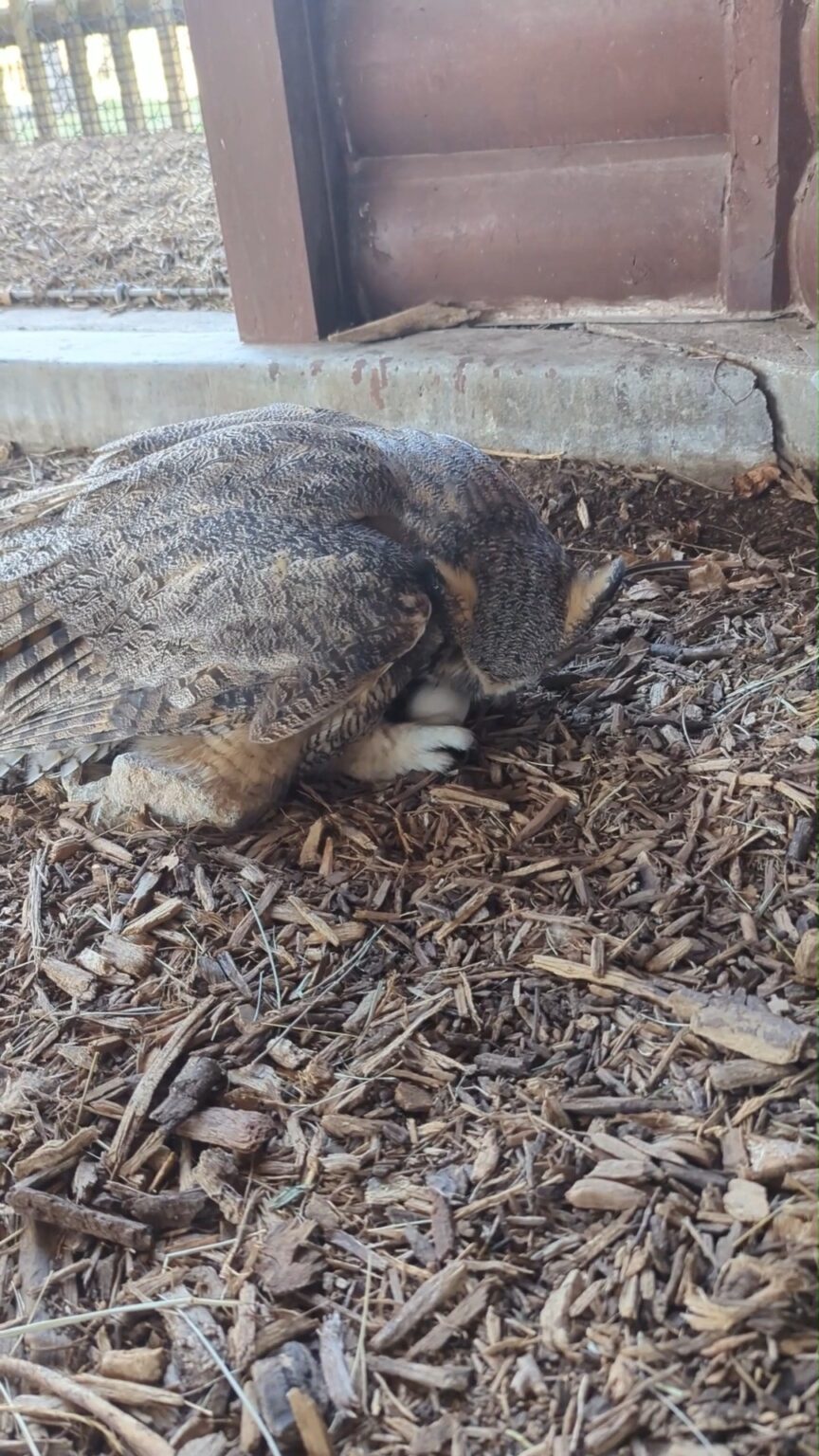 Discover The Fascinating Process Of Egg Formation - Lee G. Simmons ...