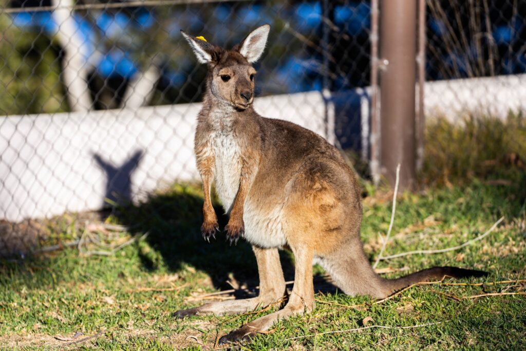 Cornelius The Western Grey Kangaroo Heard You Approaching - Zoos - USA ...